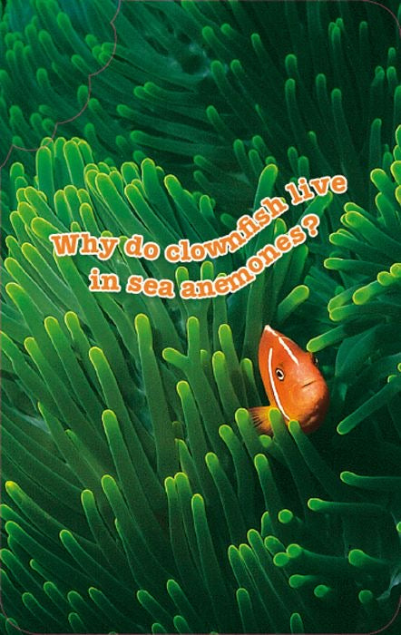 Bite-Size Activity Flashcards – A to Z Educational Resources