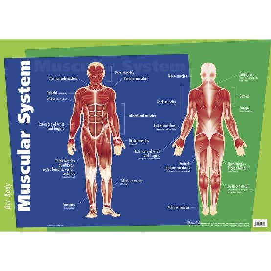 Human Body Muscular System - Wall Chart – A to Z Educational Resources